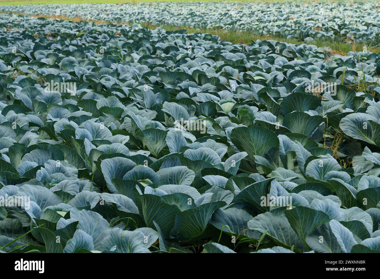 A sprawling expanse of densely grown cabbage plants with large, green ...