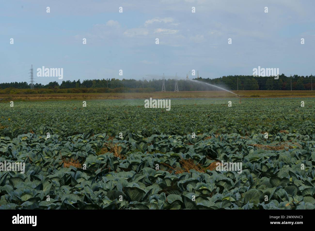 An irrigation system waters a large field of cabbage, ensuring the ...