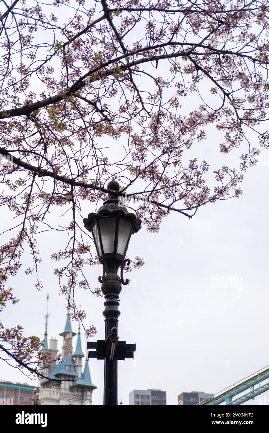 Lamp post with cherry blossom on the background Stock Photo - Alamy