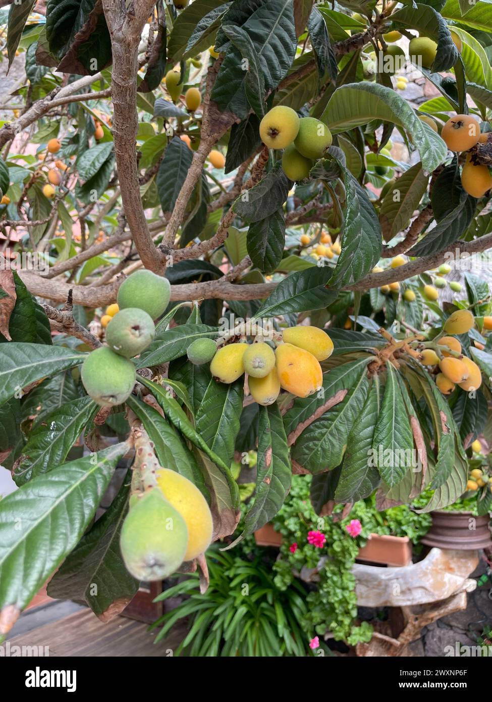 A big tree with small fruits on branches Stock Photo - Alamy