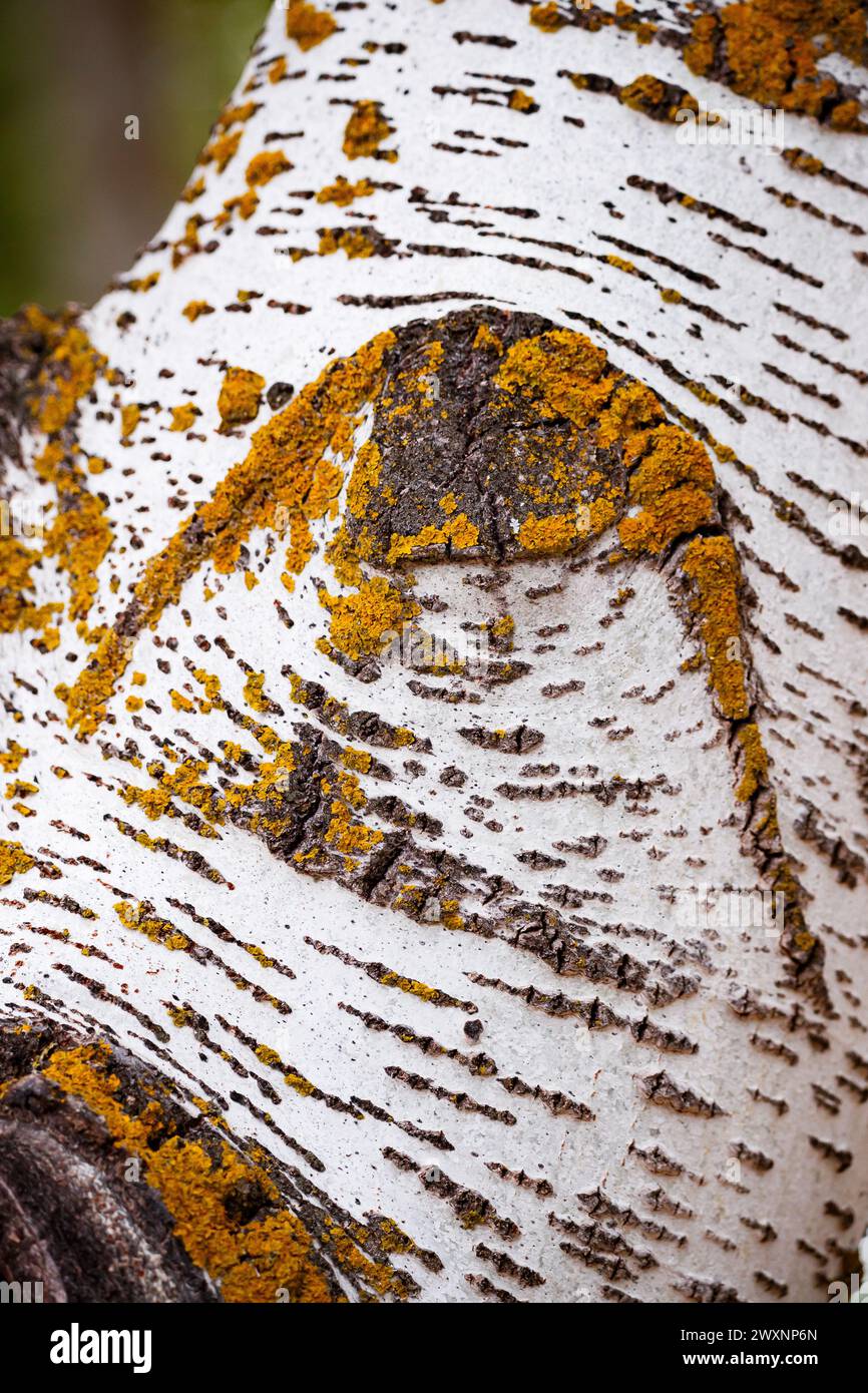 Shape in the trunk of a birch tree in Carrizosa Stock Photo - Alamy