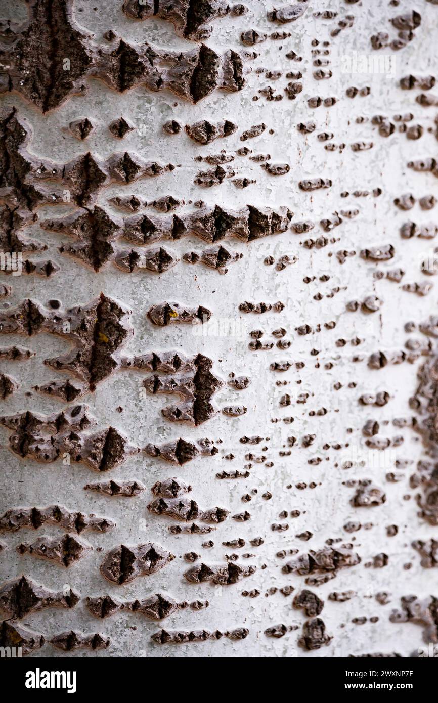 Shape in the trunk of a birch tree in Carrizosa Stock Photo - Alamy