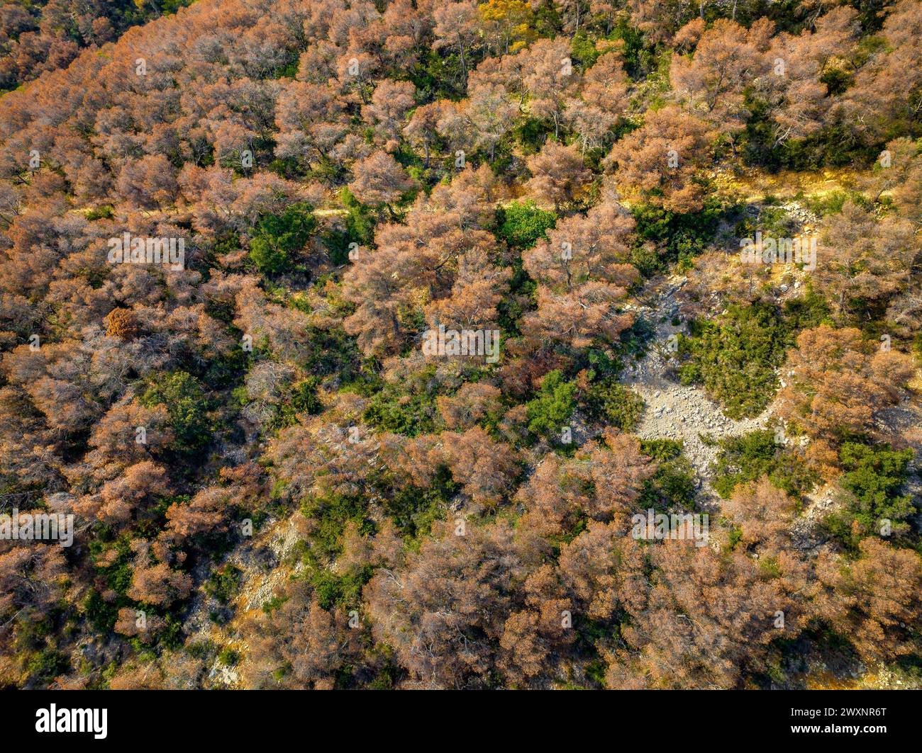 Very serious drought and death of the stone pine forest (Pinus pinea ...