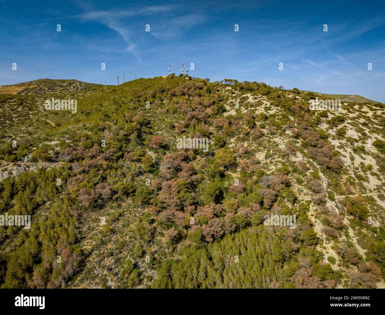 Pinus pinea pino hi-res stock photography and images - Alamy