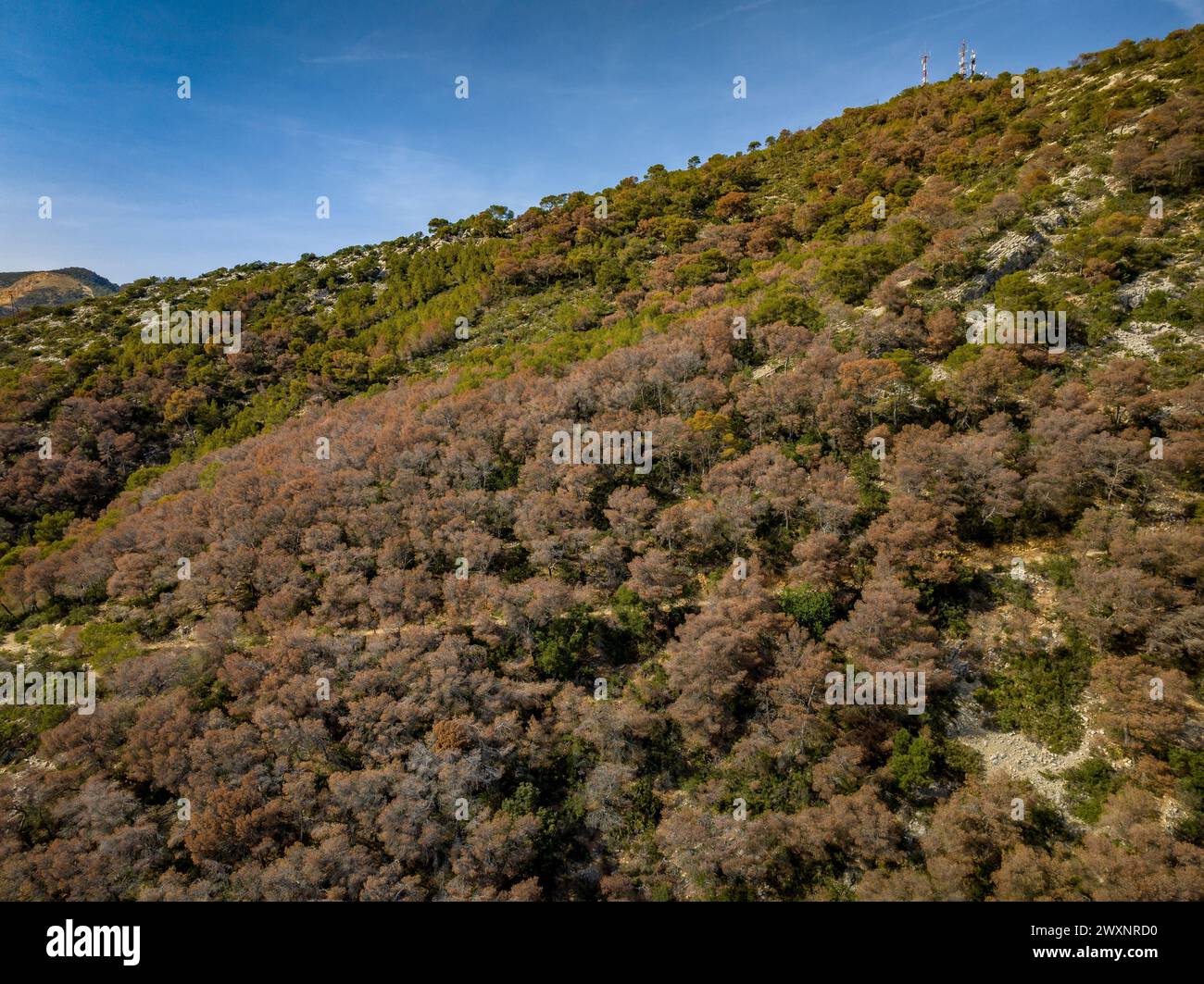 Very serious drought and death of the stone pine forest (Pinus pinea ...