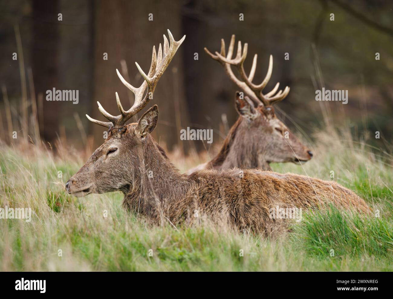 Two majestic red deer hi-res stock photography and images - Alamy