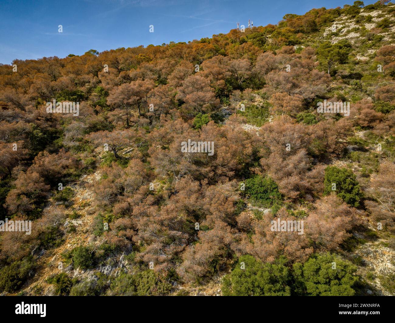 Very serious drought and death of the stone pine forest (Pinus pinea ...