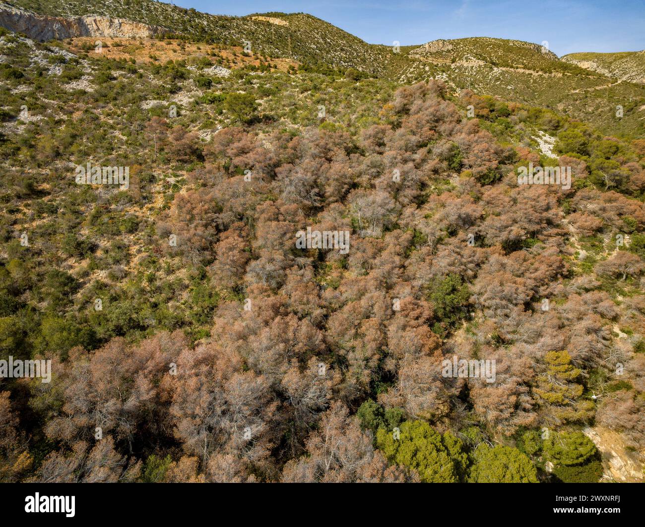 Very serious drought and death of the stone pine forest (Pinus pinea ...
