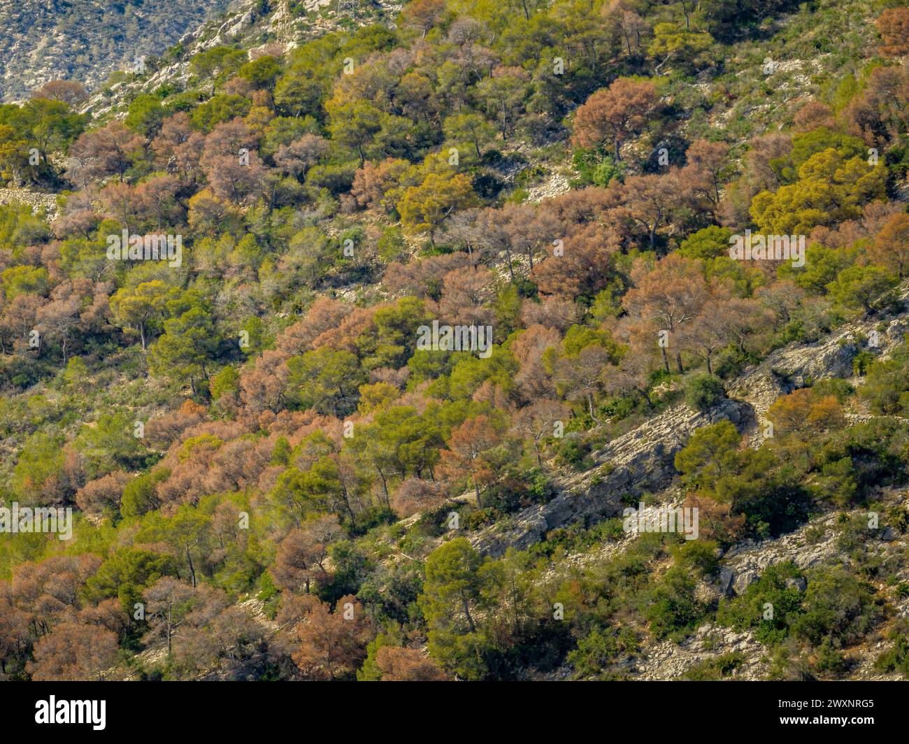 Very serious drought and death of the stone pine forest (Pinus pinea ...