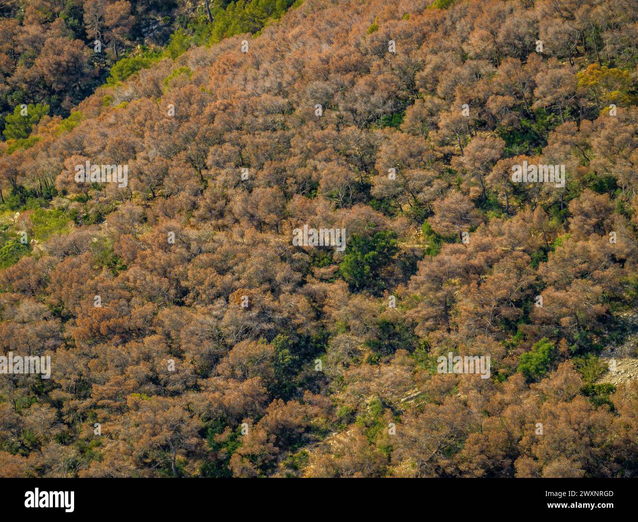 Very serious drought and death of the stone pine forest (Pinus pinea ...