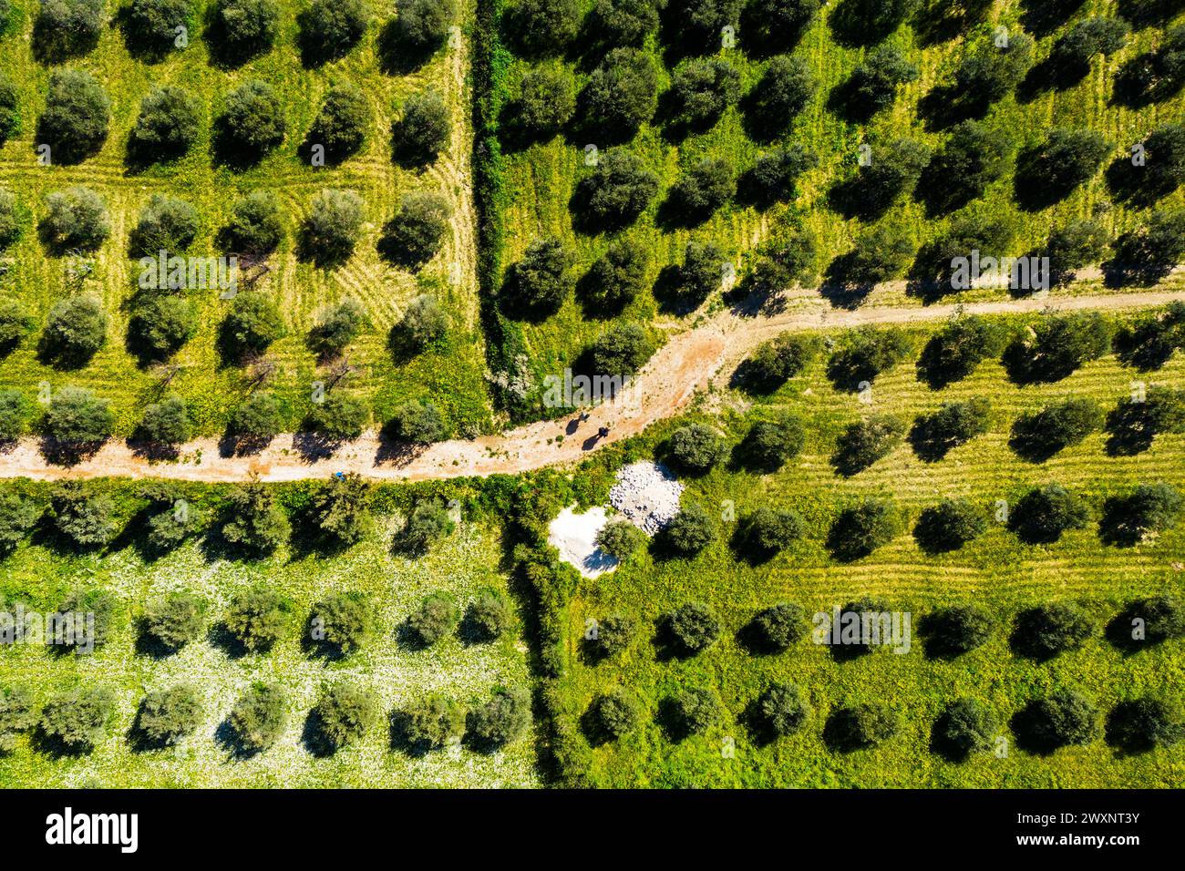 An aerial view of olive trees and rhythm olive trees in the ...