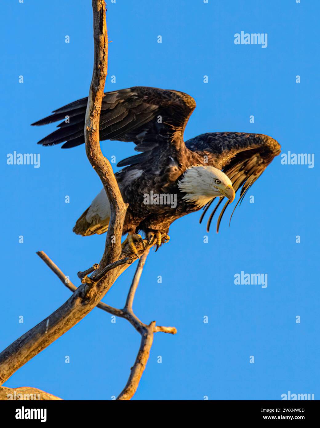 Bald Eagle on branch Stock Photo - Alamy