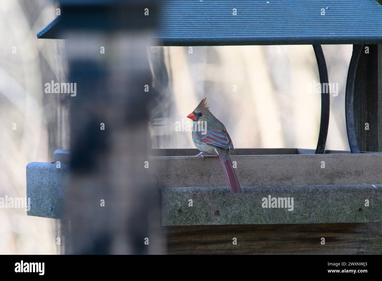 Cardinal grosbeaks hi-res stock photography and images - Alamy