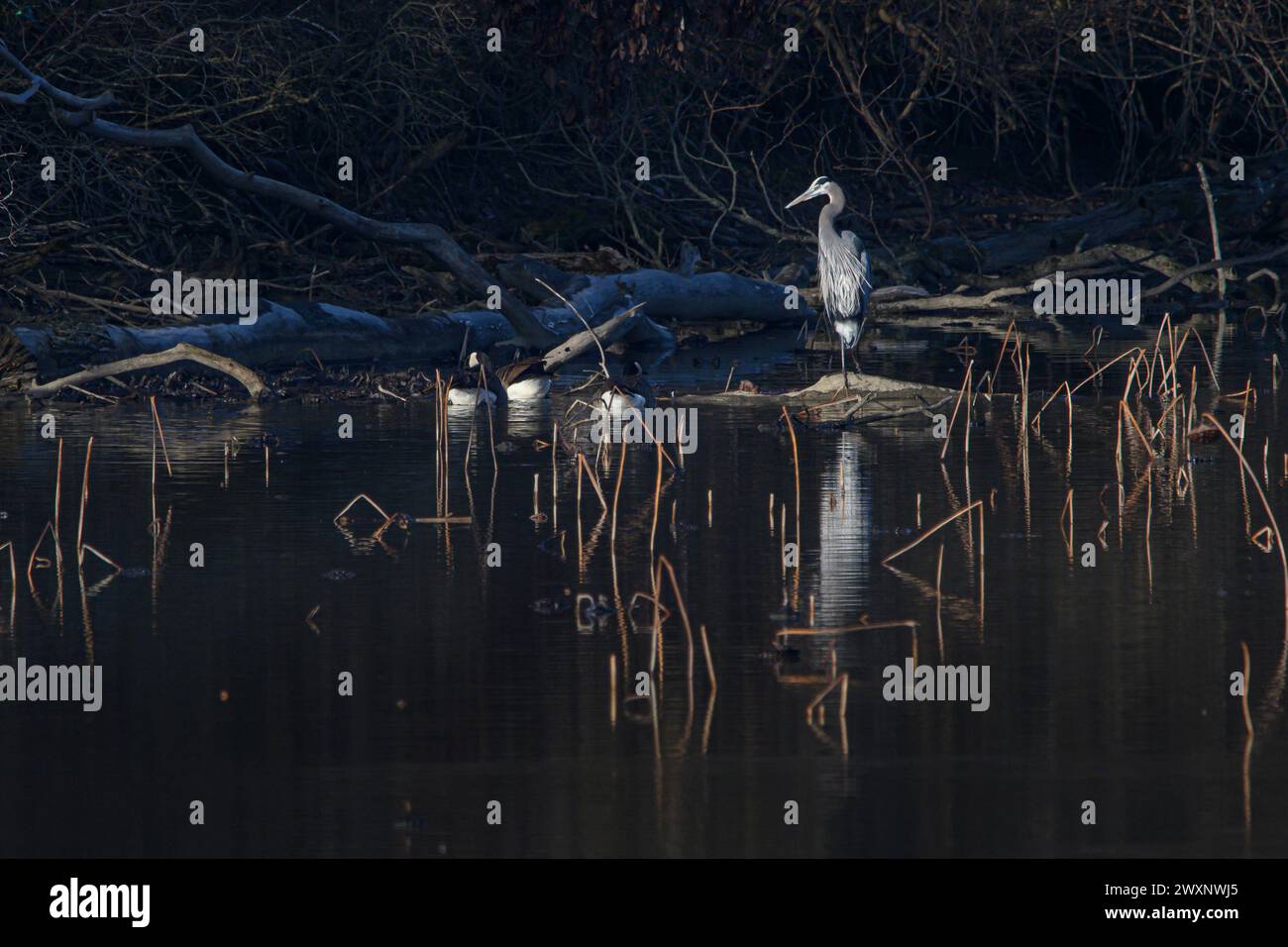 Heron in marsh hi-res stock photography and images - Alamy