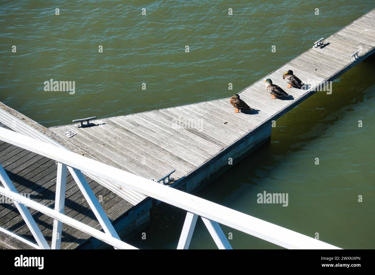 Three ducks on a boat dock, Netherlands, Venlo Stock Photo - Alamy