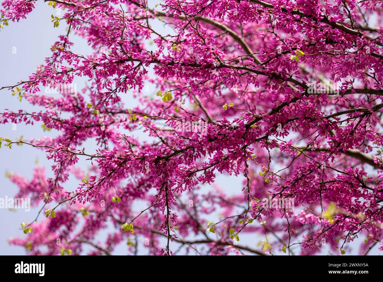 Cercis siliquastrum or Judas tree, pianta con fiori rosa intenso in ...