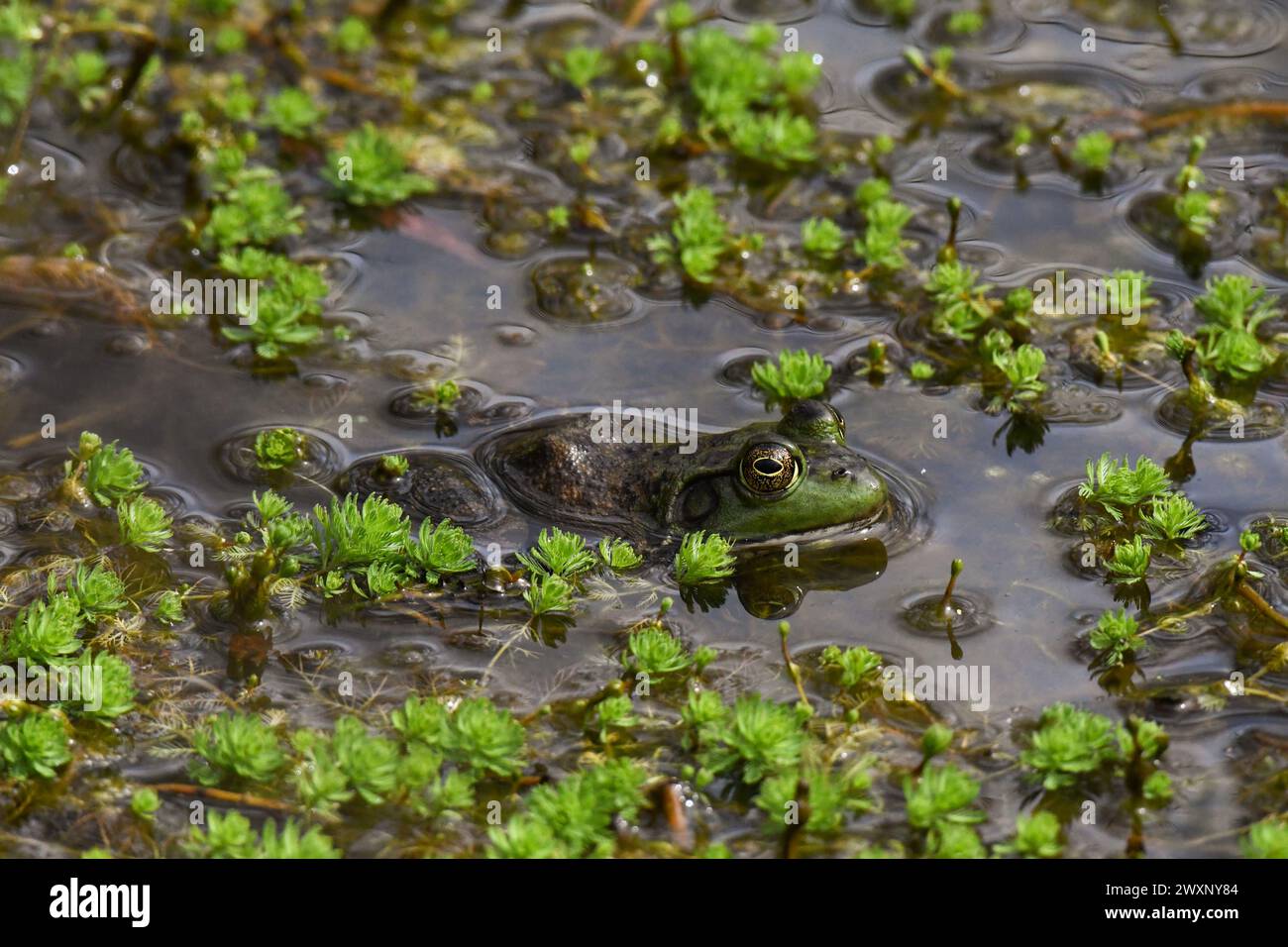 Aquatic life forms hi-res stock photography and images - Alamy
