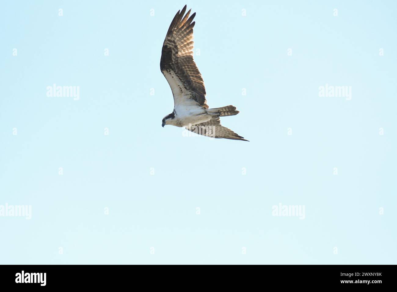 A large bird soaring with wings spread wide in the sky Stock Photo - Alamy
