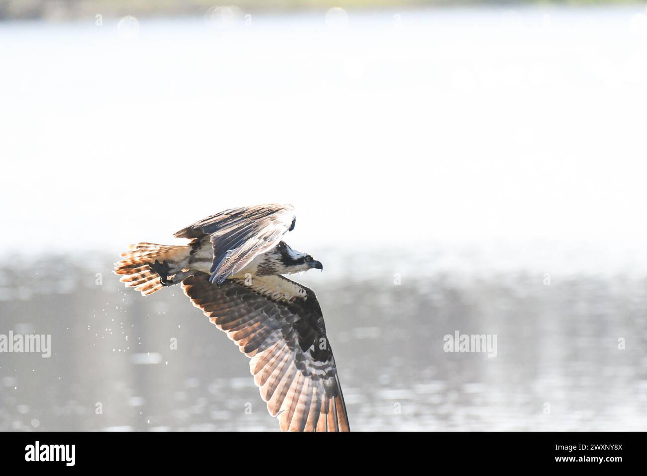 A bird flying over water, about to land on the ground Stock Photo - Alamy