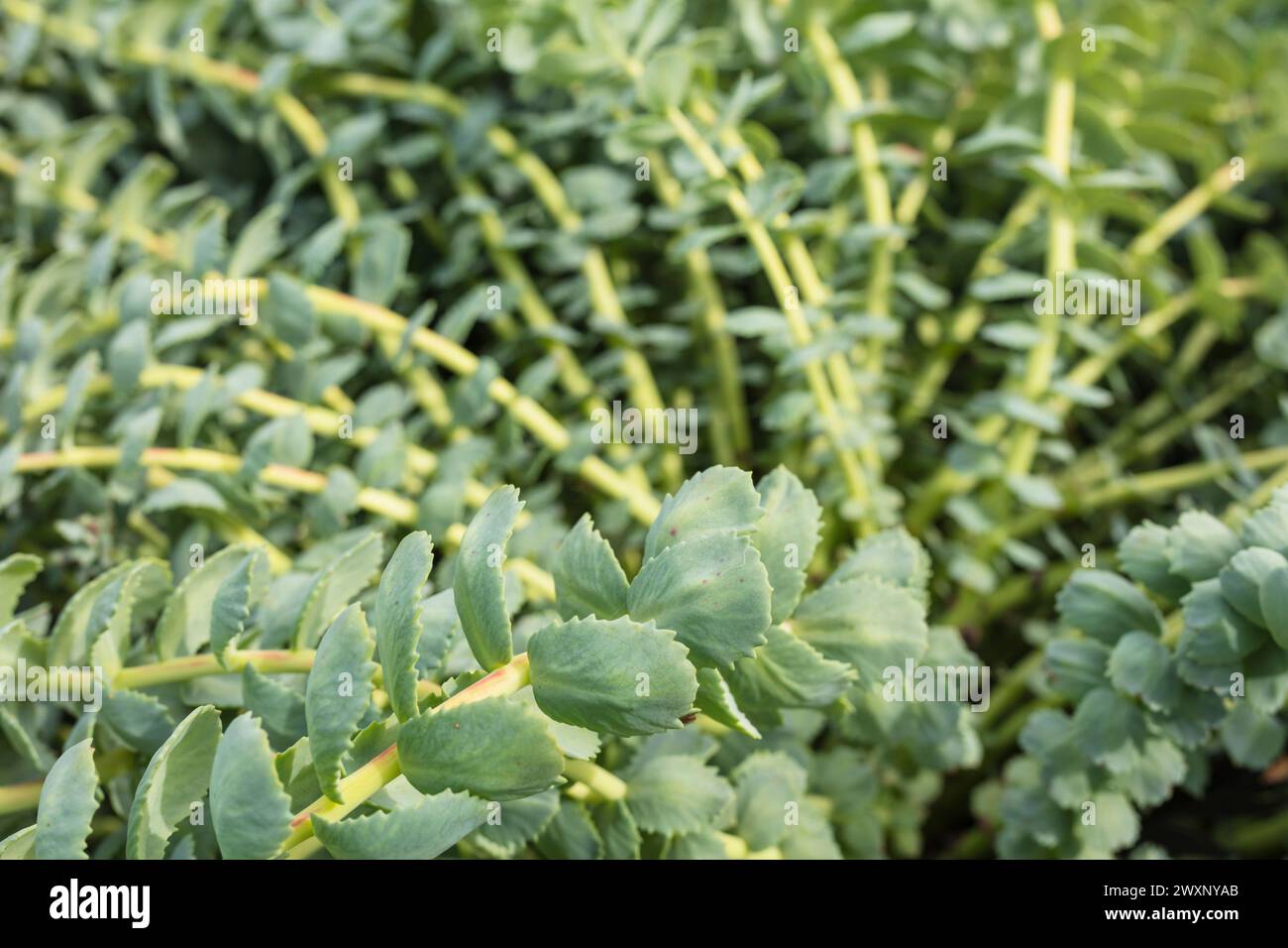 Rhodiola rosea, golden root, rose root, roseroot Stock Photo - Alamy