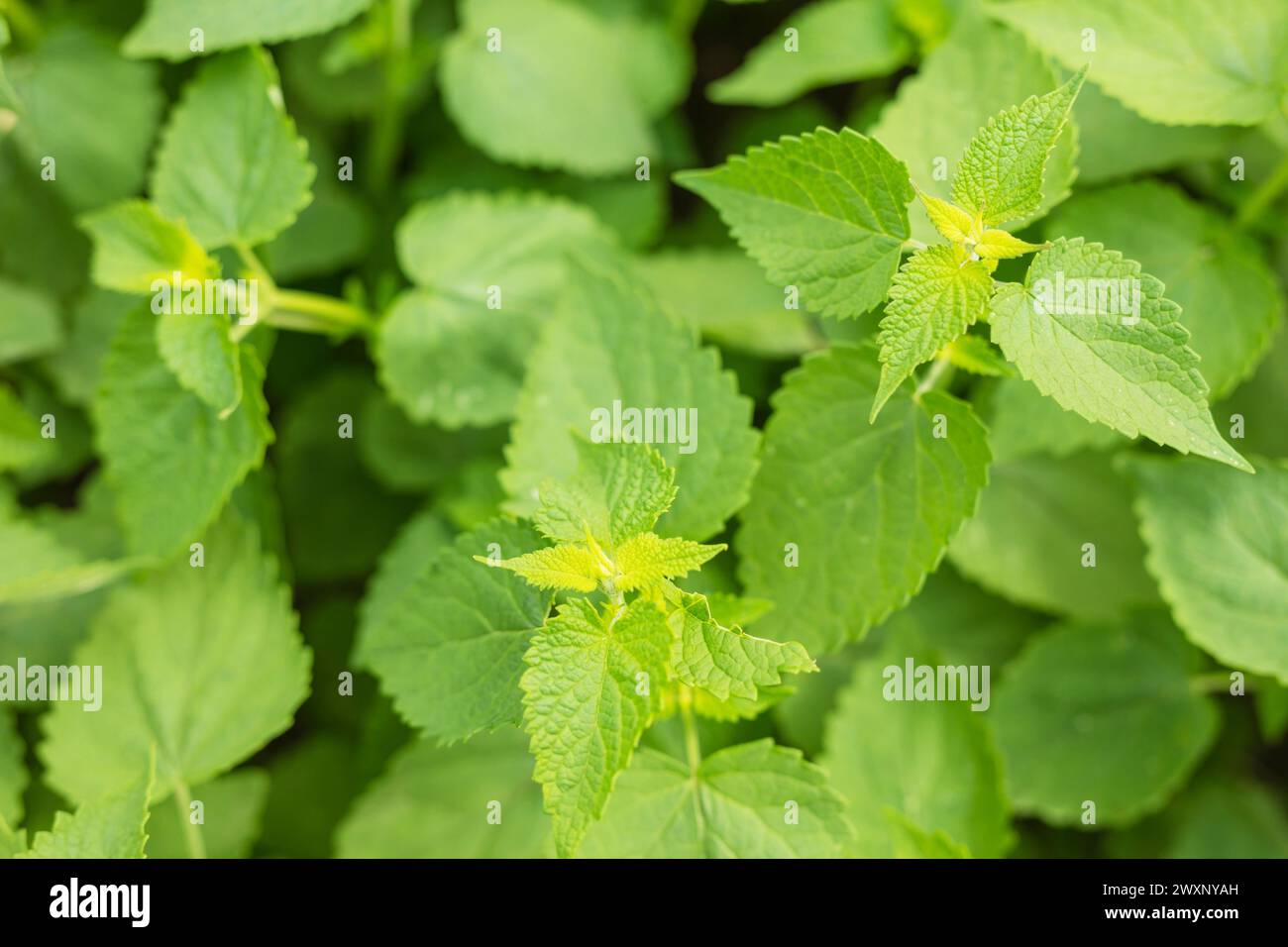 Lophanthus anisatus hi-res stock photography and images - Alamy