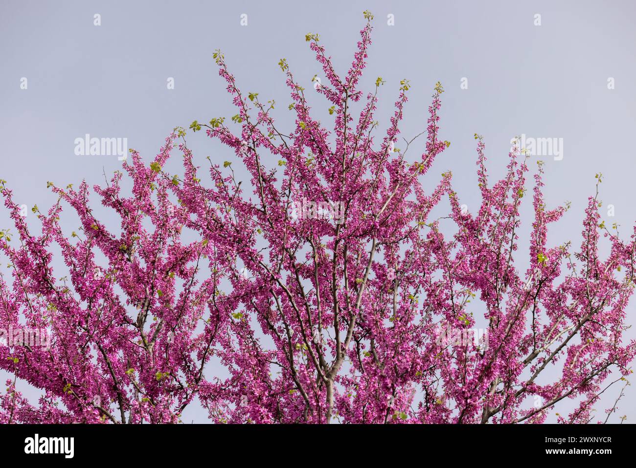 Cercis siliquastrum or Judas tree, pianta con fiori rosa intenso in ...