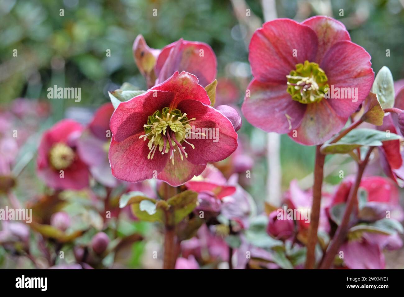 Lenten roses hi-res stock photography and images - Alamy