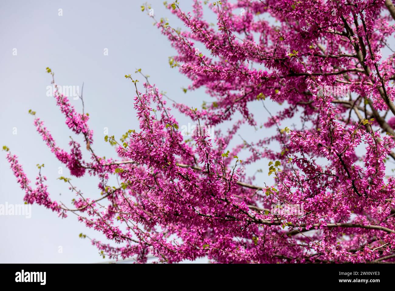 Cercis siliquastrum or Judas tree, pianta con fiori rosa intenso in ...