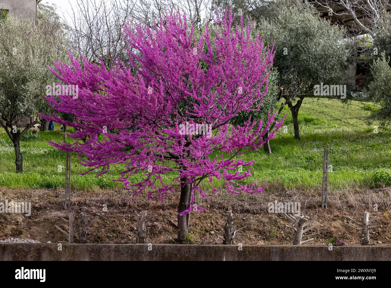 Cercis siliquastrum or Judas tree, pianta con fiori rosa intenso in ...