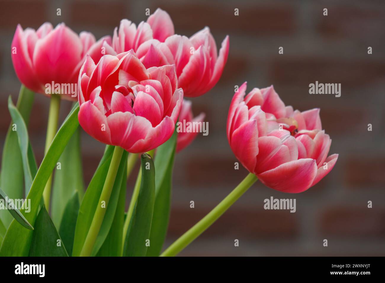 spring time in the german muensterland Stock Photo - Alamy