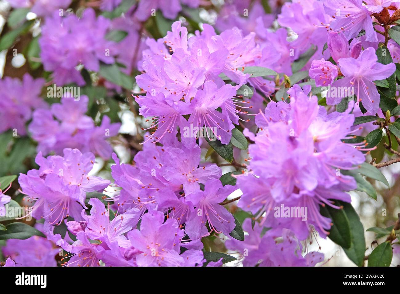 Rhododendron hydon hi-res stock photography and images - Alamy