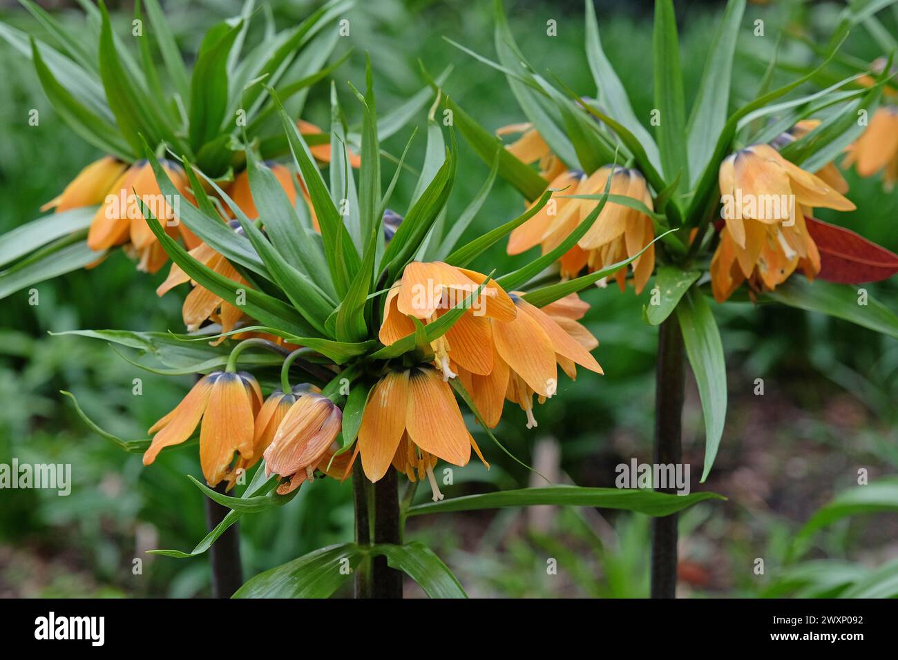Orange Fritillaria imperialis, crown imperial, imperial fritillary or ...