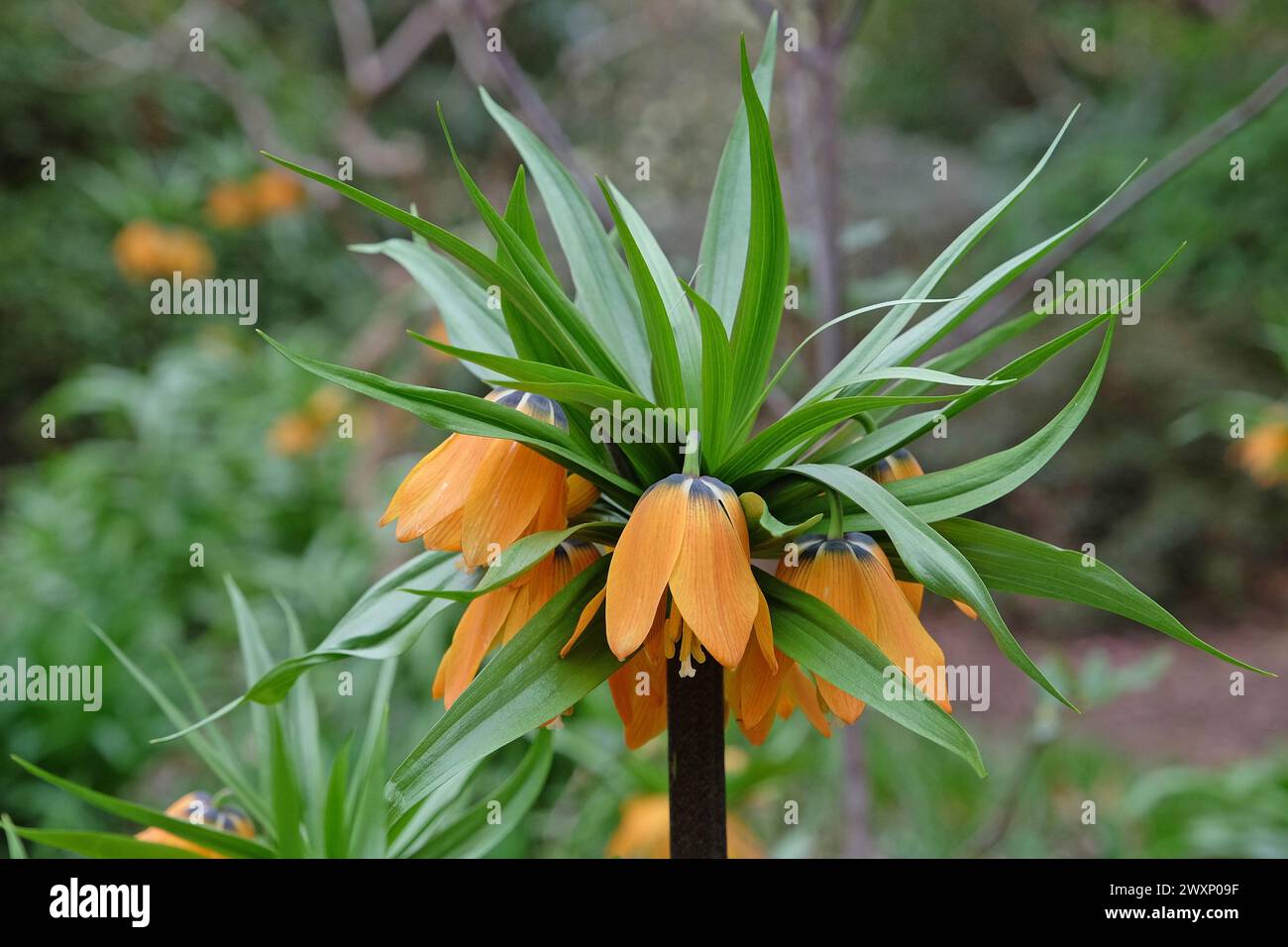 Orange Fritillaria imperialis, crown imperial, imperial fritillary or ...