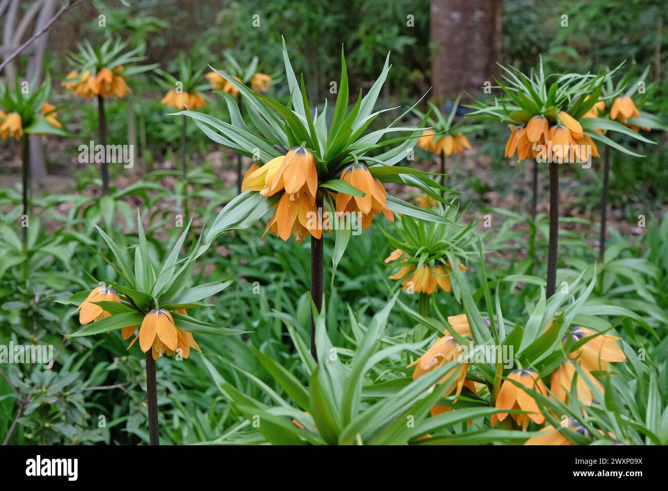 Orange Fritillaria imperialis, crown imperial, imperial fritillary or ...