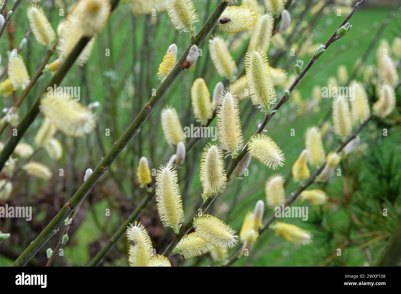 The yellow catkins of Salix hookeriana, coastal willow in flower Stock ...