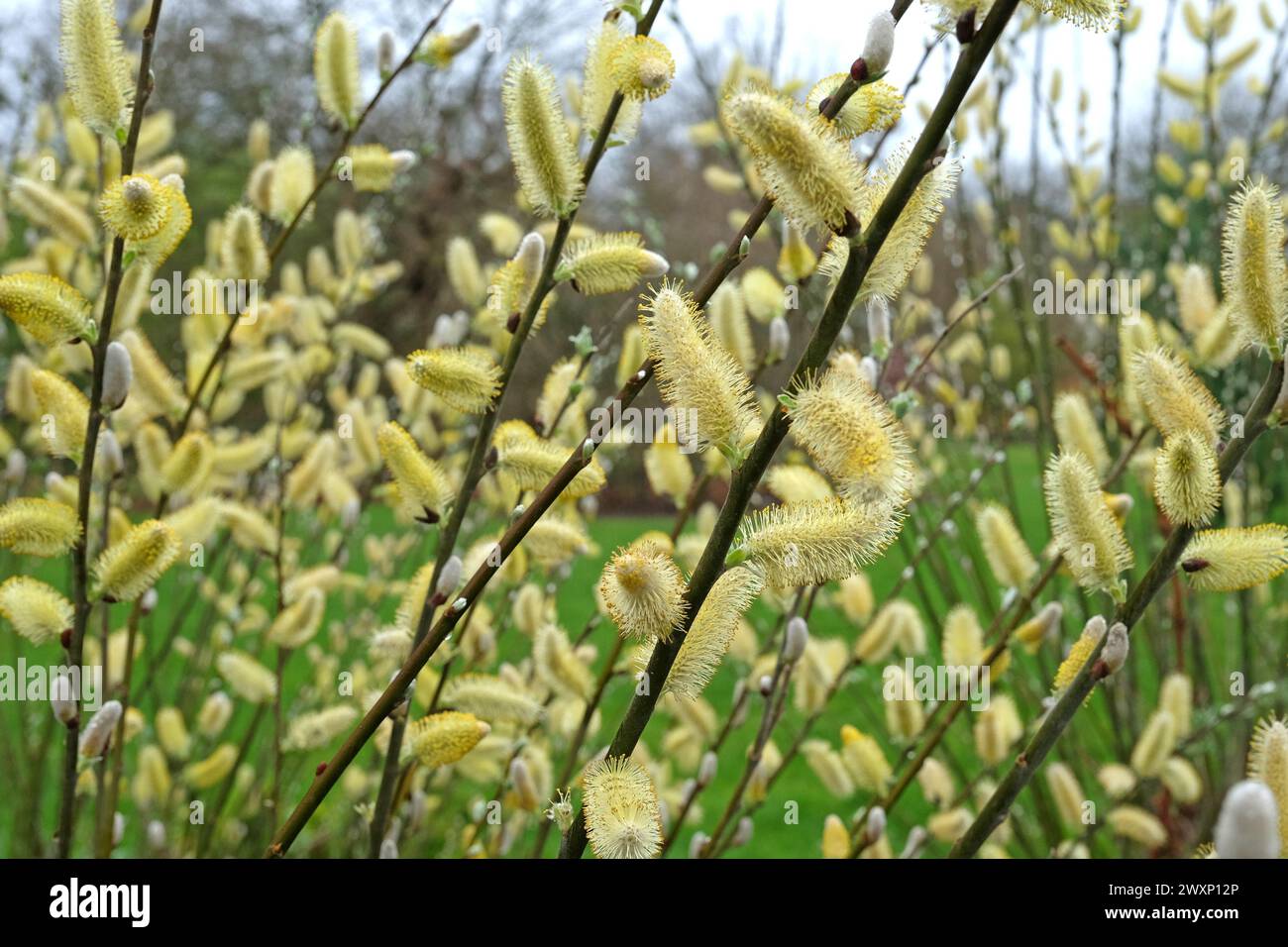 The yellow catkins of Salix hookeriana, coastal willow in flower Stock ...