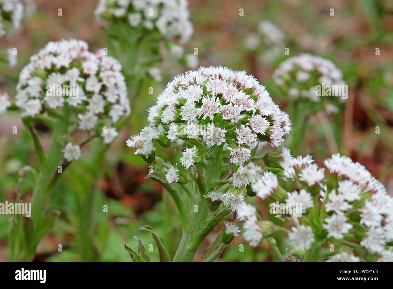White and pink sweet coltsfoot, Petasites frigidus palmatus, also know ...