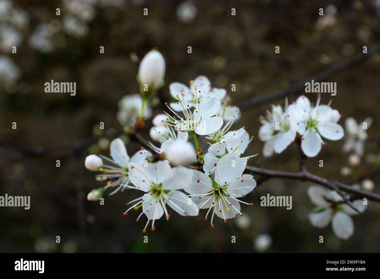 Closeup of the white buds and blooms on a blackthorn (Prunus spinosa ...