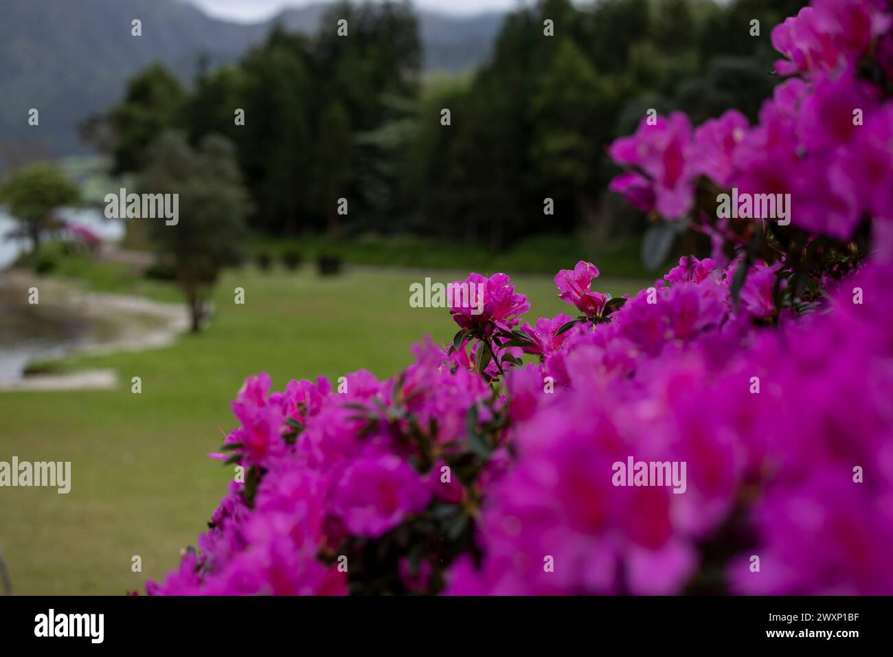 Close up to Azalea flowers in Lagoa das Sete Cidades. Selective focus ...