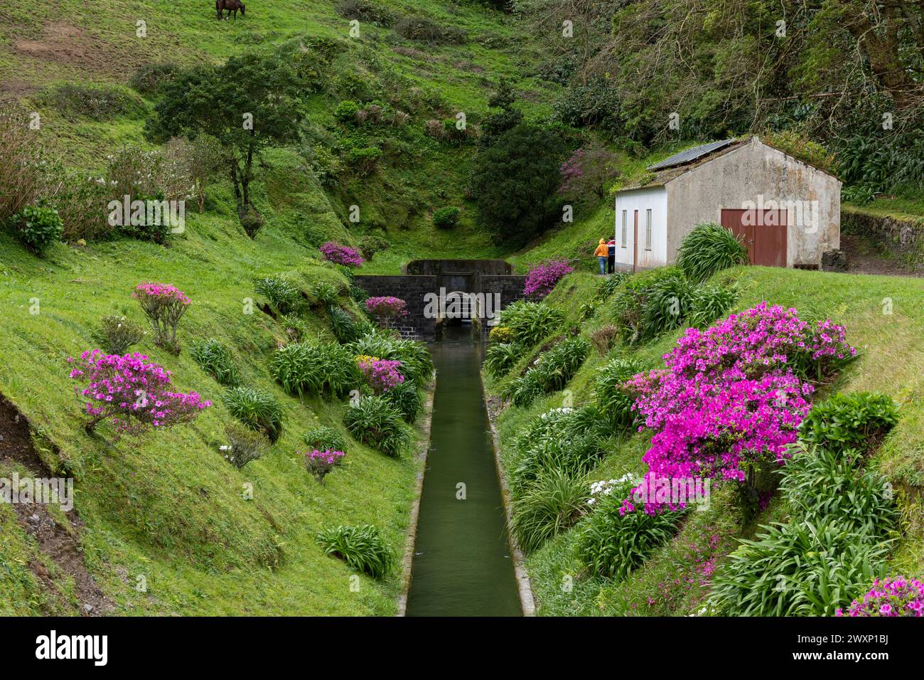 Sete Cidades Tunnel with a small water canal, surrounded by azalea ...