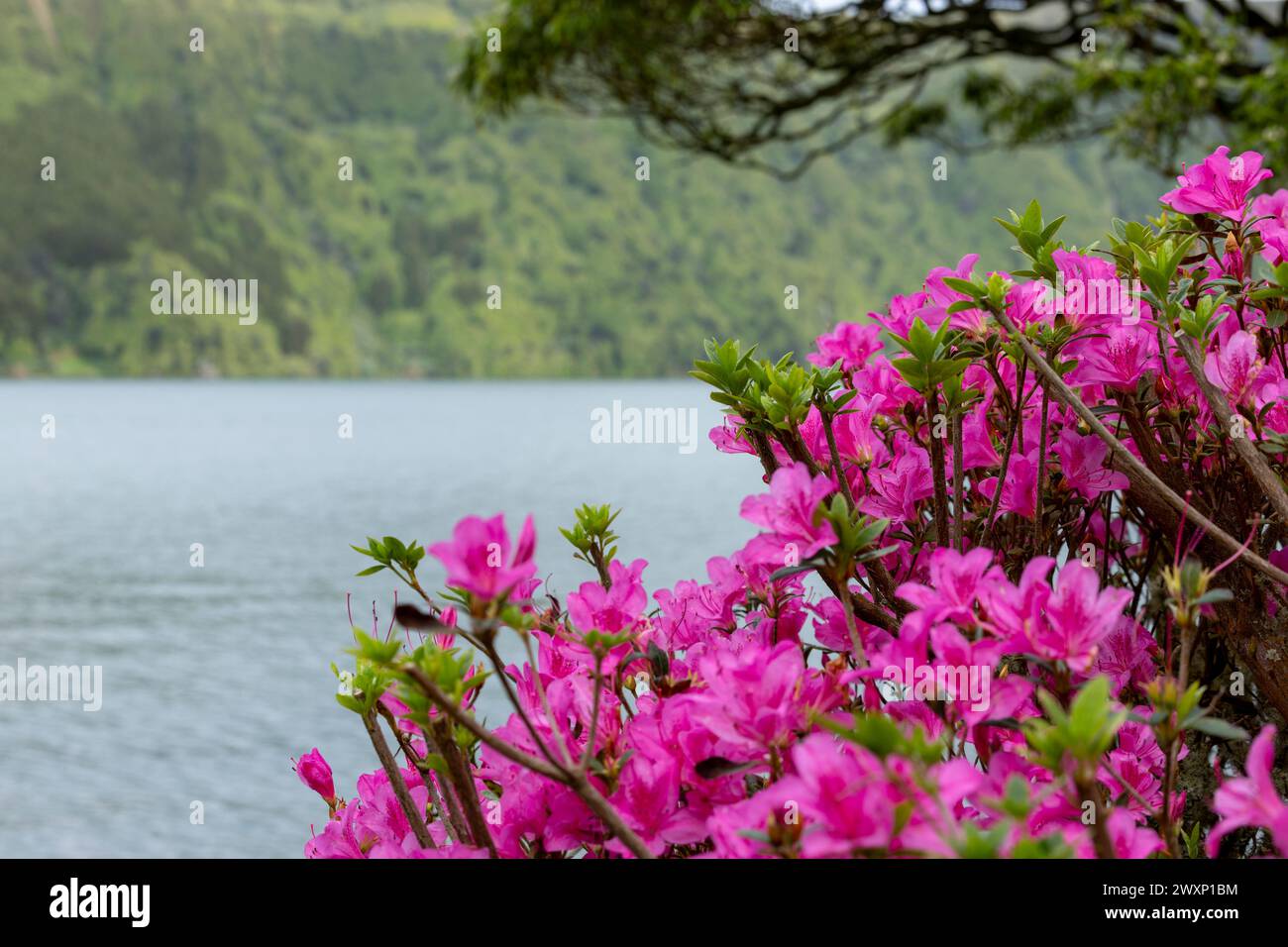 Close up to Azalea flowers in the shore of the lagoon of Sete Cidades ...