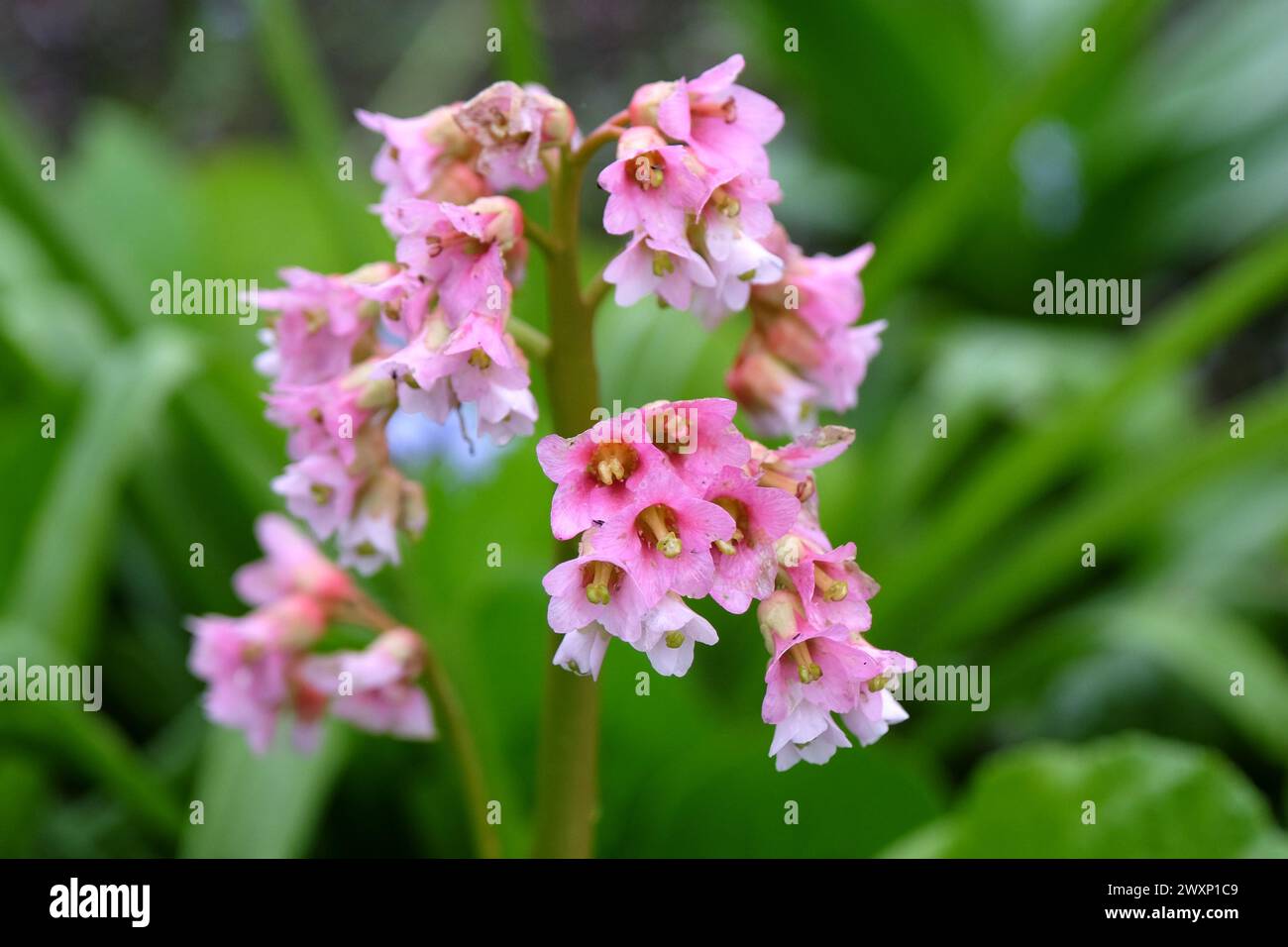 Pink Bergenia stracheyi, Strachey’s elephant’s ears in flower Stock ...