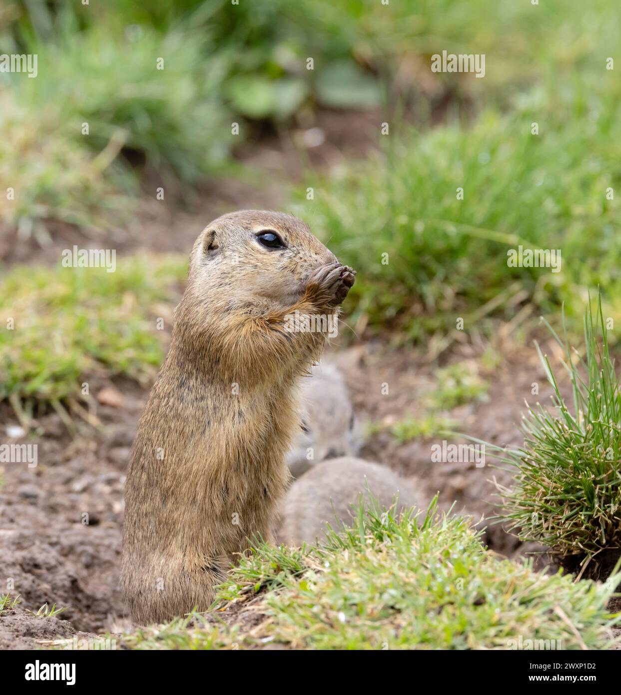 Ground squirrel colony (Syslovisko Biele vody), National park Muranska ...