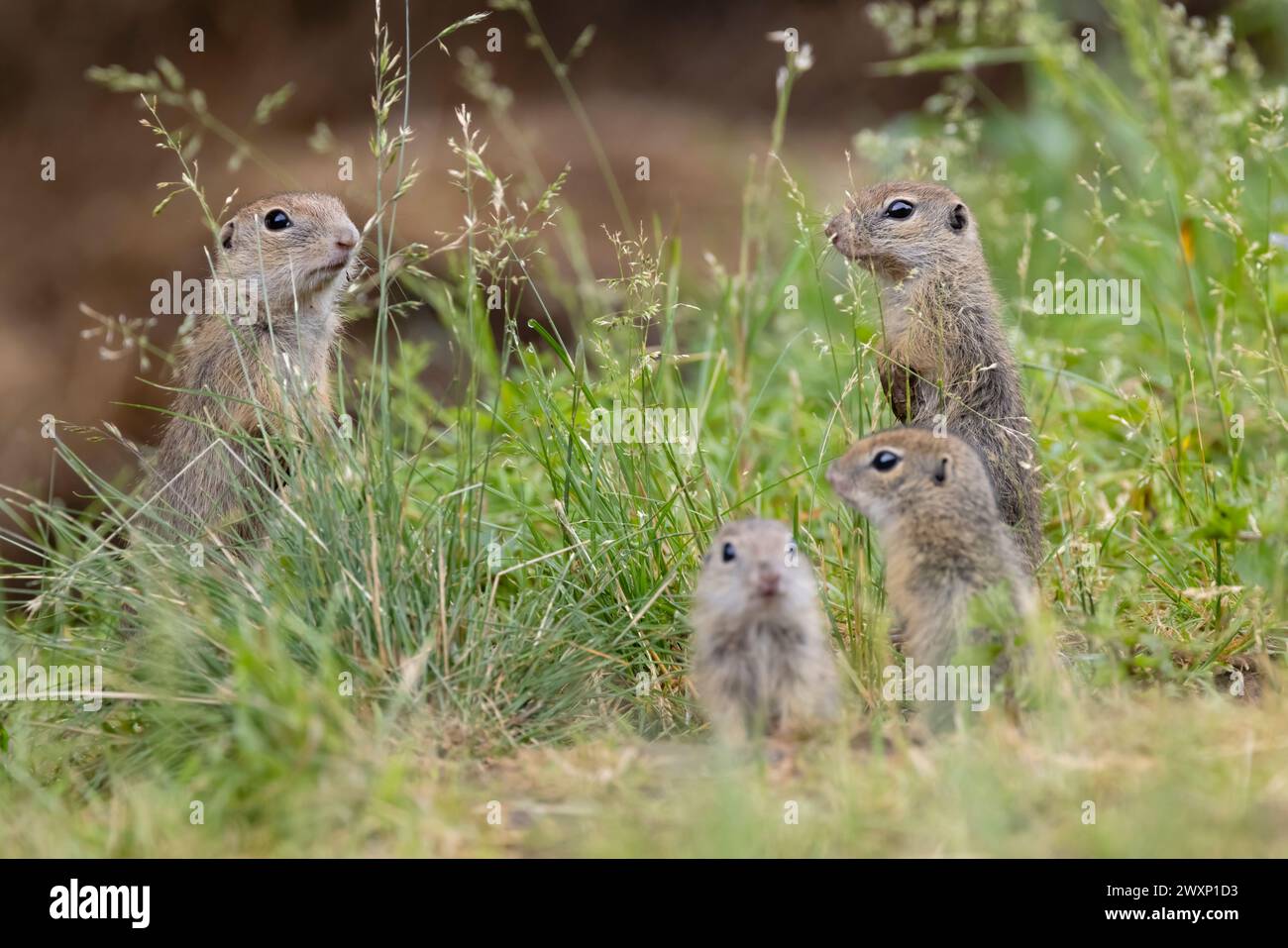 Ground squirrel colony (Syslovisko Biele vody), National park Muranska ...