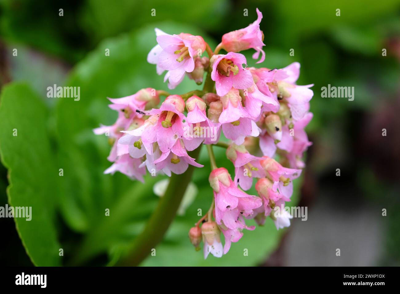 Bergenia stracheyi hi-res stock photography and images - Alamy