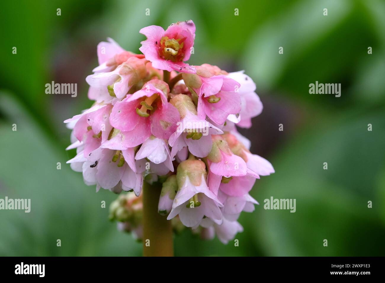 Bergenia stracheyi hi-res stock photography and images - Alamy