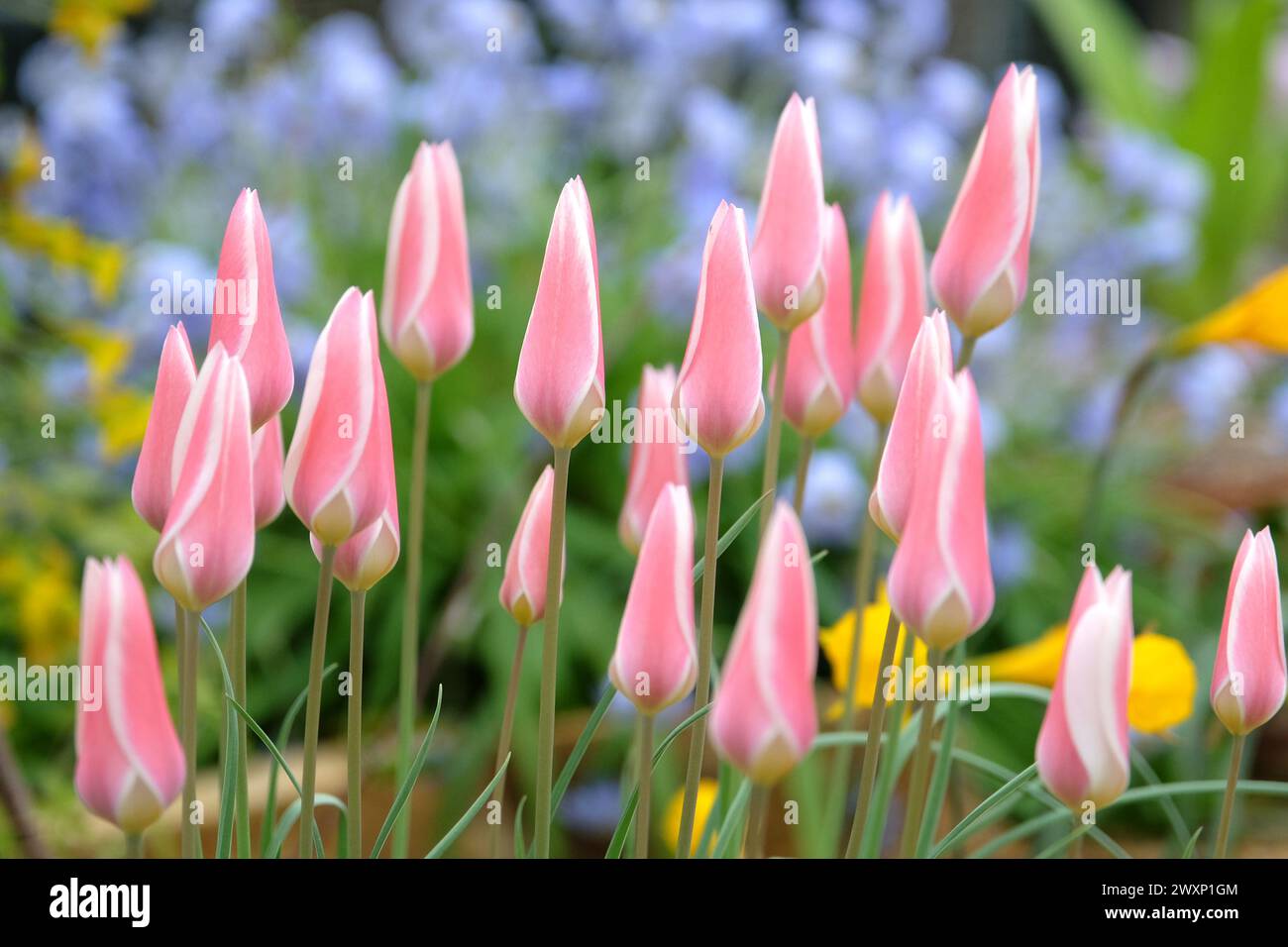Tulipa lady jane hi-res stock photography and images - Alamy