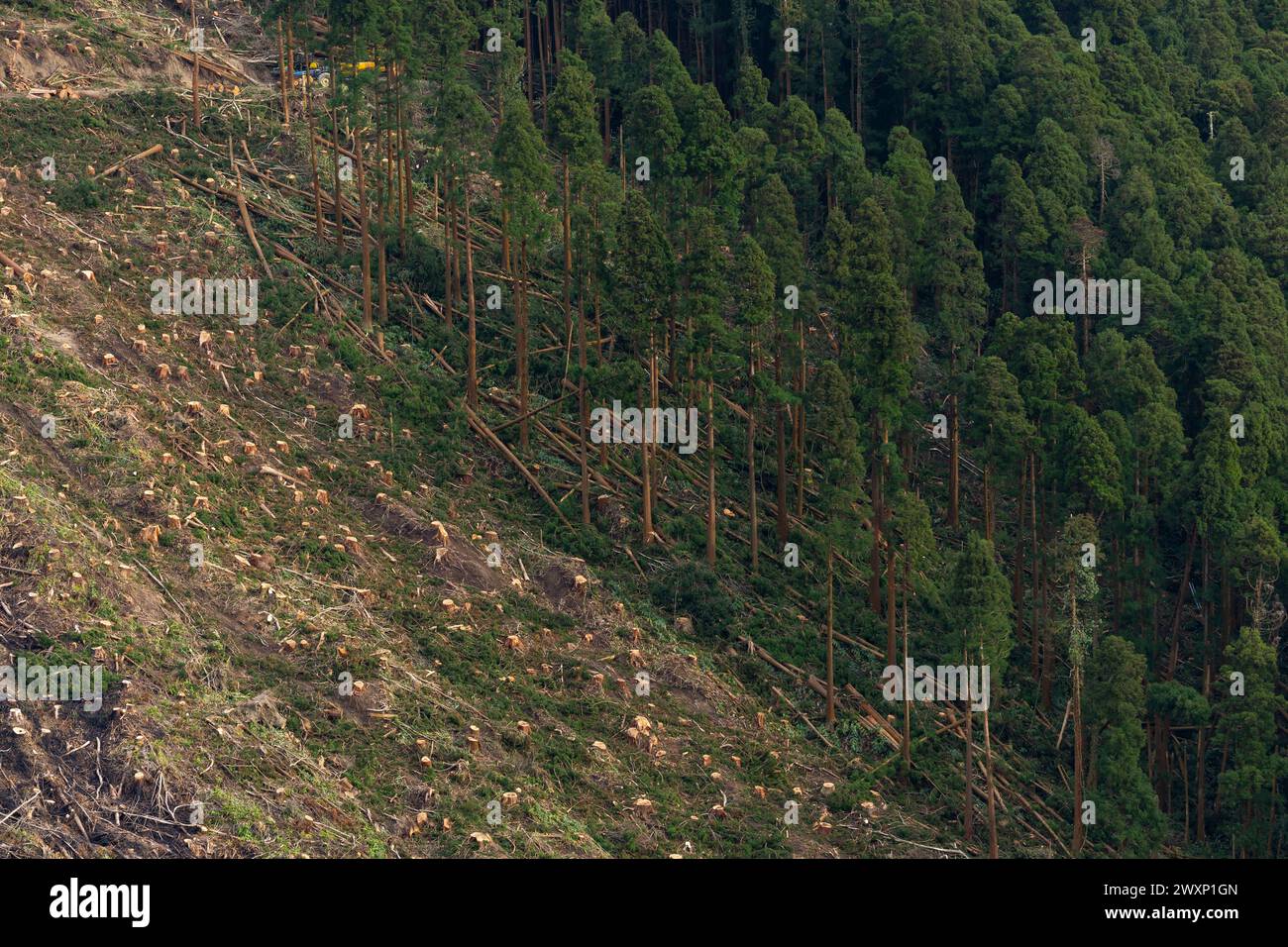 Cutting trees hi-res stock photography and images - Alamy