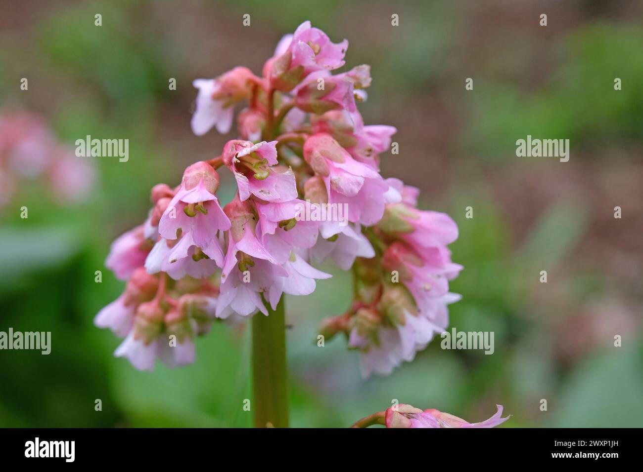 Pink Bergenia stracheyi, Strachey’s elephant’s ears in flower Stock ...