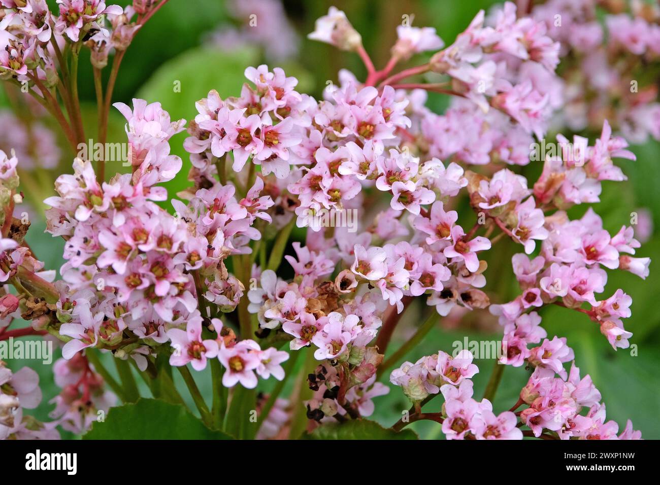 Bergenia Cordifolia ‘Michael Jungle Leaf’, elephant’s ears, in flower ...